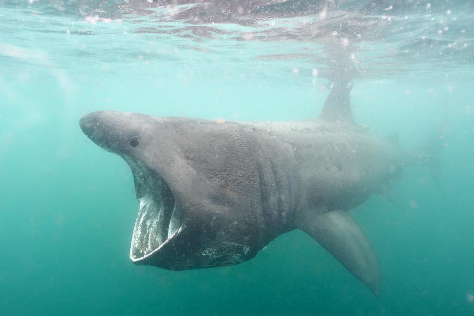 Beyond the Waves: Swim with Basking Shark Scotland - Wee Wild Adventures